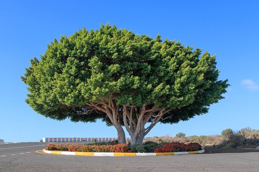 Konda Reddi Tribe Highlights Indian Laurel Tree's Speciality | UPSC ...